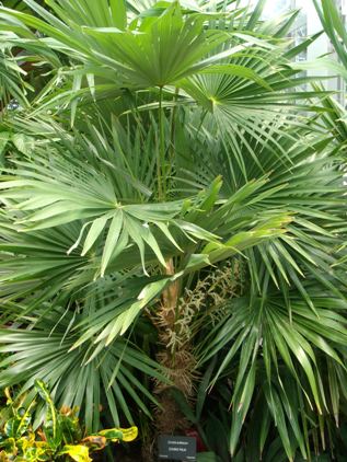 Useless scientific factoid of the day: the ‘zombie palm’ | Skulls in ...