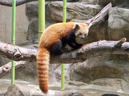 A visit to the Cleveland Metroparks Zoo | Skulls in the Stars