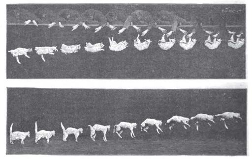 1895: Cats meddle in geophysics | Skulls in the Stars