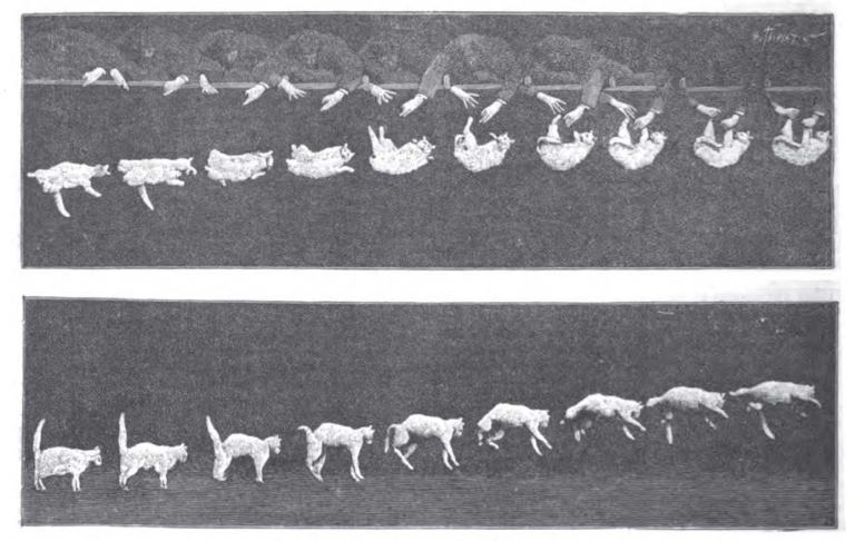 1895: Cats meddle in geophysics | Skulls in the Stars