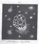 Physics demonstrations: Lichtenberg figures | Skulls in the Stars