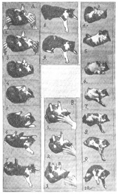 Coming in 2018: Falling Felines and Fundamental Physics! | Skulls in ...