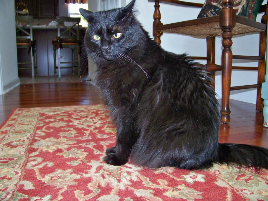 RIP Simon, 2002-2018 | Skulls in the Stars