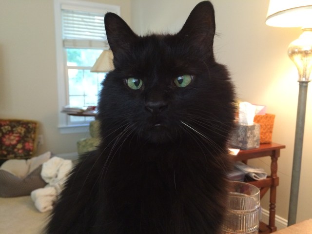 RIP Simon, 2002-2018 | Skulls in the Stars