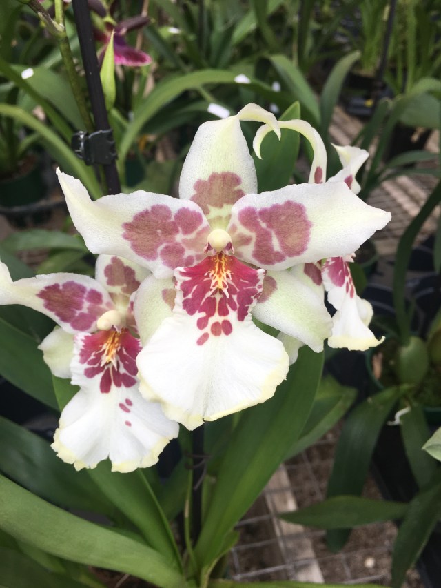 A visit to Orchids by Hausermann | Skulls in the Stars