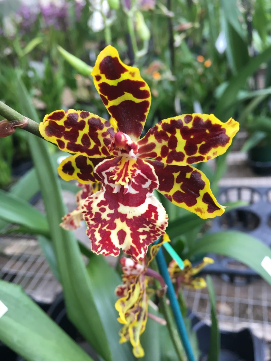 A visit to Orchids by Hausermann | Skulls in the Stars