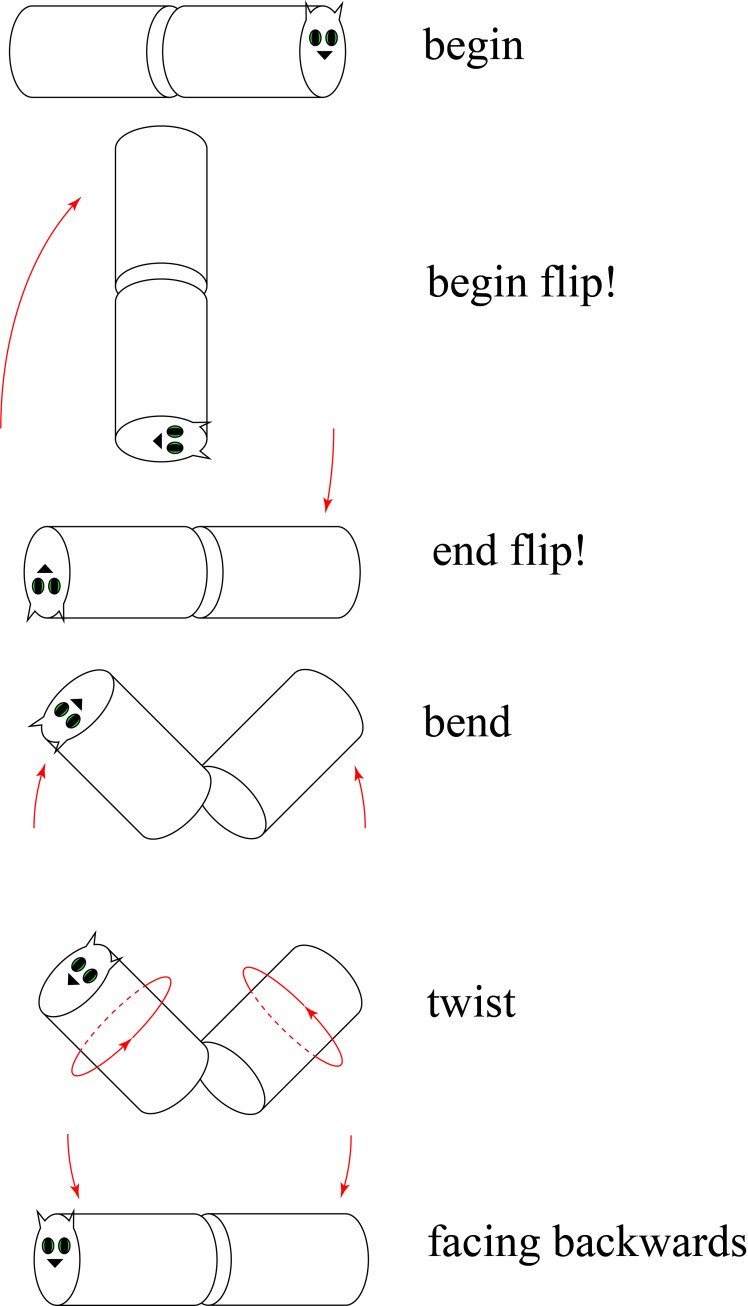 About a cat flip video! | Skulls in the Stars